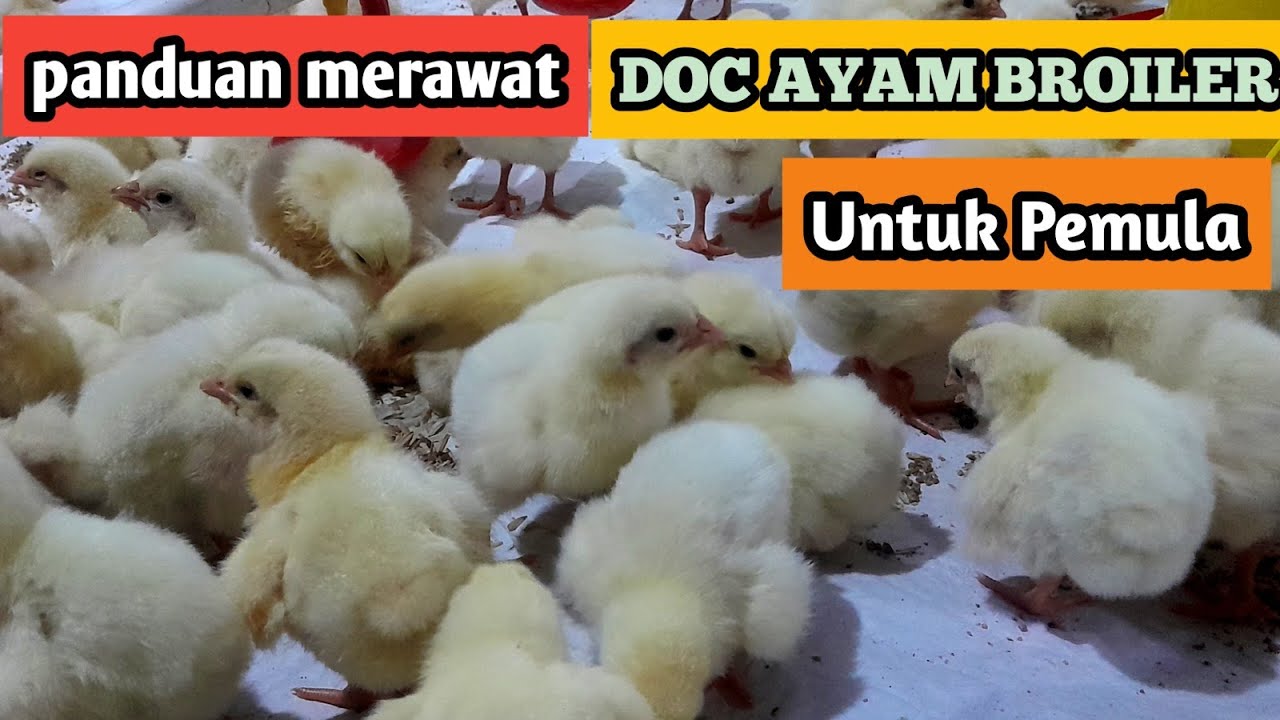 23 1 Panduan Merawat DOC ayam Broiler untuk Pemula - YouTube