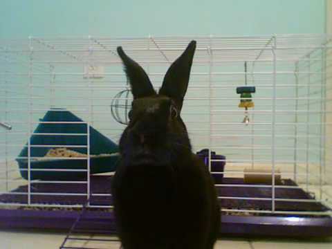 Shadow the Escape Bunny - YouTube