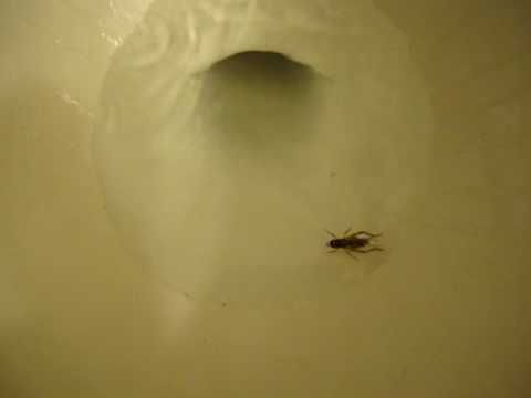 Bug in the toilet! - YouTube