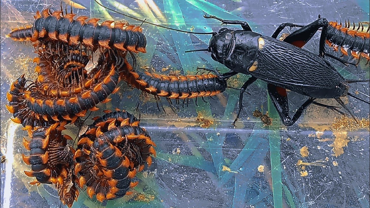 0055. Beautiful insects of red millipede and cute cockroach - Nature ...