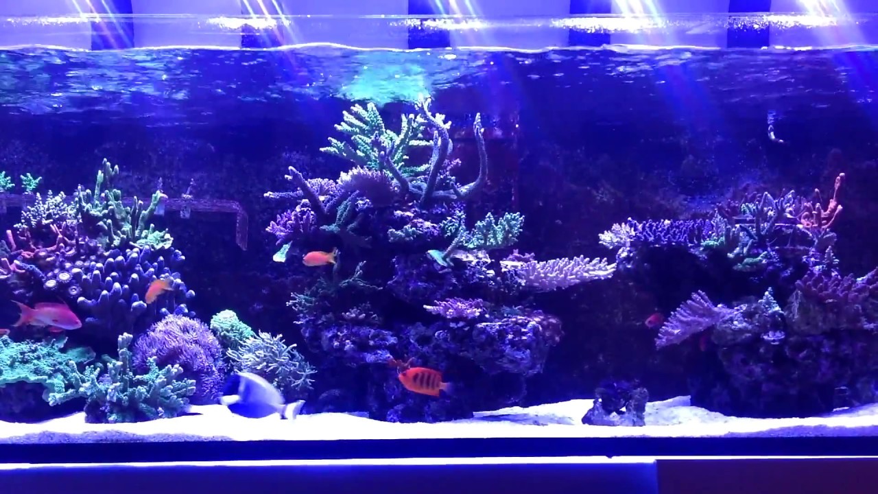 Red Sea reefer 525xl - YouTube