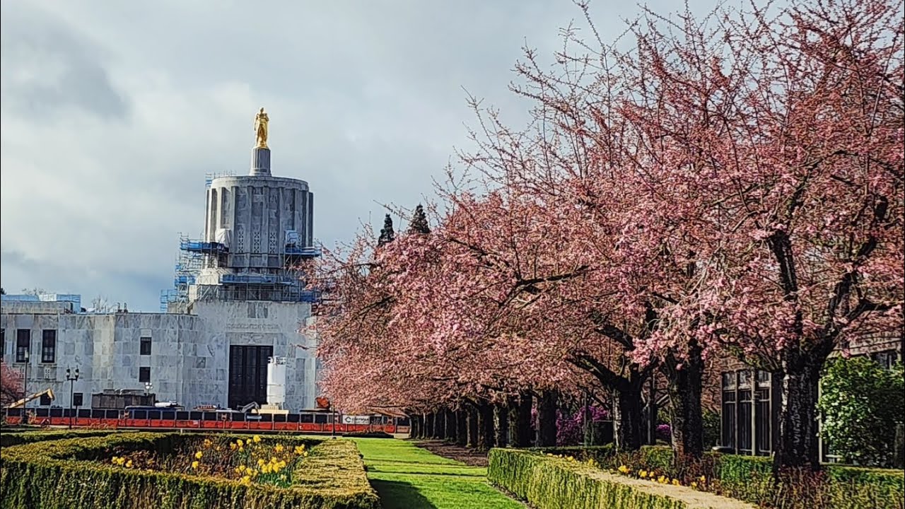 Salem, Oregon Cherry Blossom Trees - YouTube