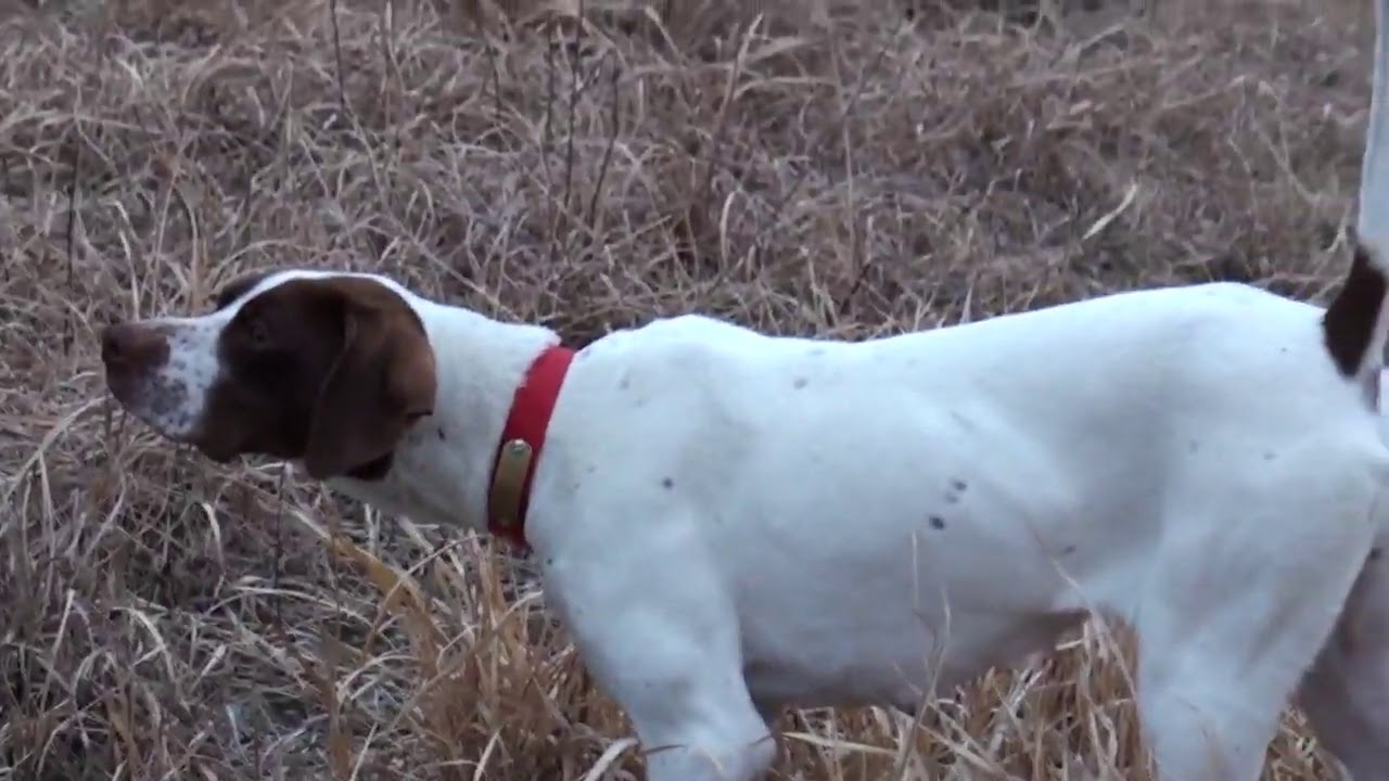 ELHEW POINTER - YouTube