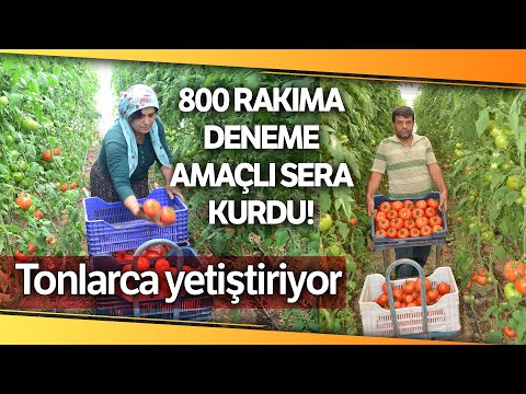 800 Rakıma Deneme Amaçlı Sera Kurdu, Tonlarca Domates ve Biber Yetiştiriyor