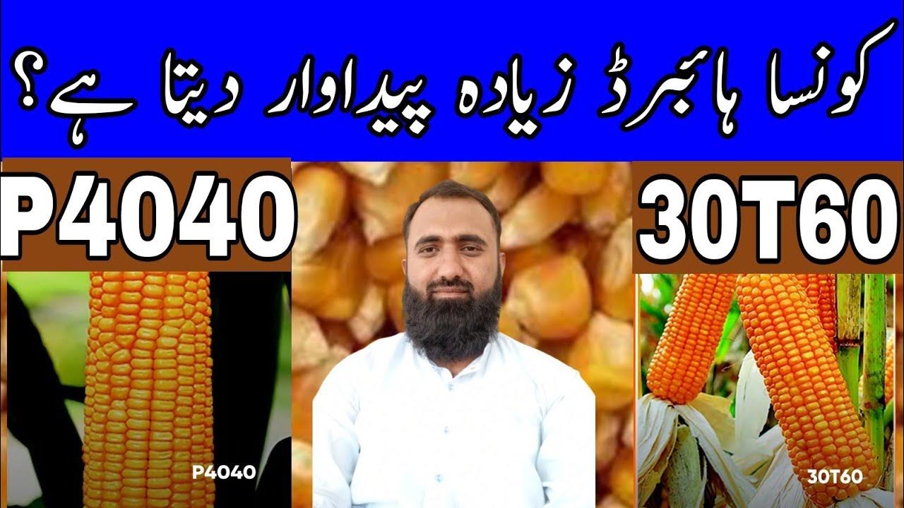 Pioneer Autumn Maize Hybrids|| P4040 vs 30T60 || Bilal Kanju Official - YouTube