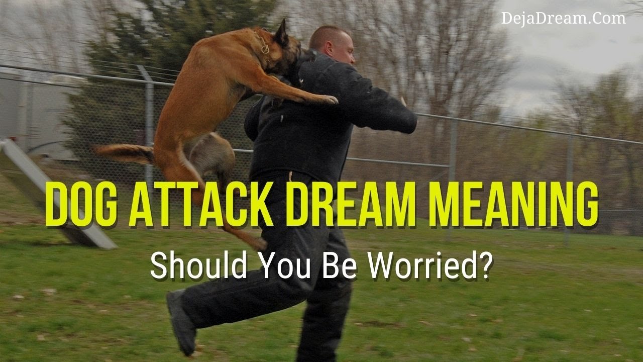 Dog Attack Dream Meaning Should You Be Worried YouTube dog-attack-dream-meaning-should-you-be-worried-youtube