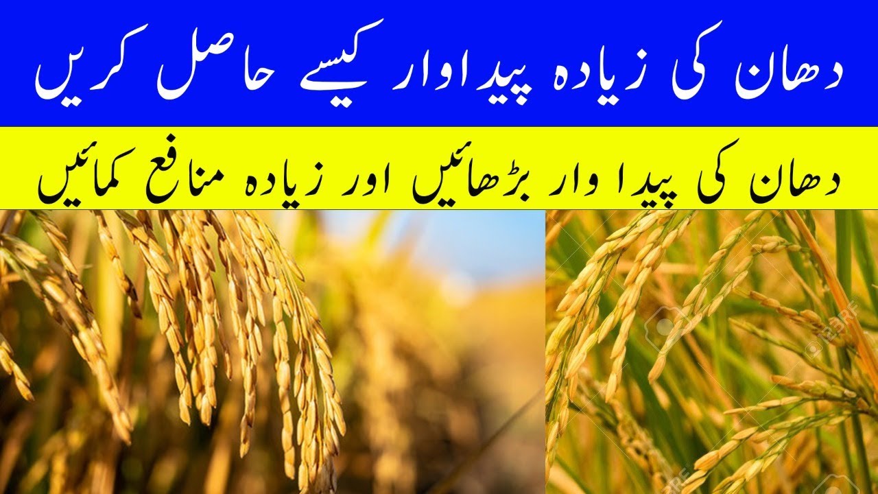 SAWiE | Tips to increase rice yield | Imran Shiekh دھان کی زیادہ ...