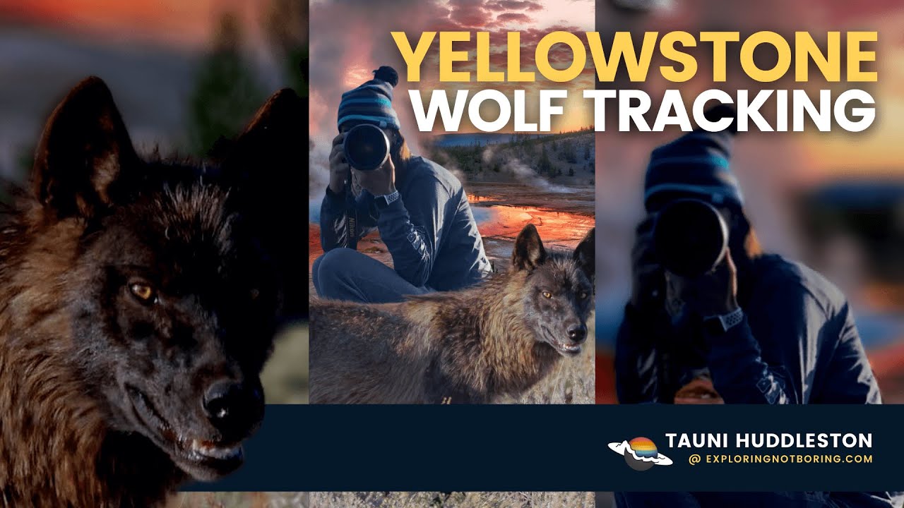 Yellowstone National Park | Wolf Tracker & Local Guide, Tauni ...