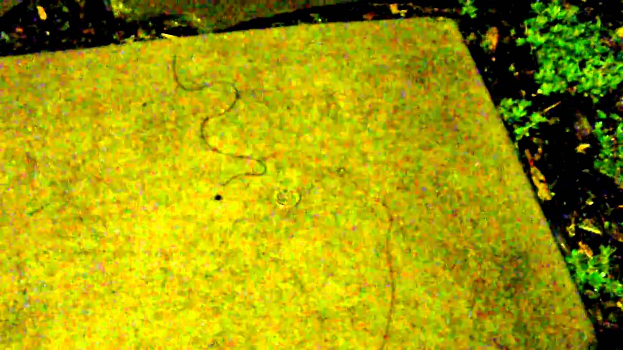 Mermithid worms on my patio - YouTube