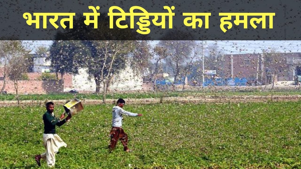 Tiddi Dal Attack || Locust Attack In India || News In Science - YouTube