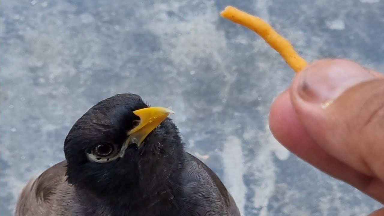 My Myna Eating Food - YouTube