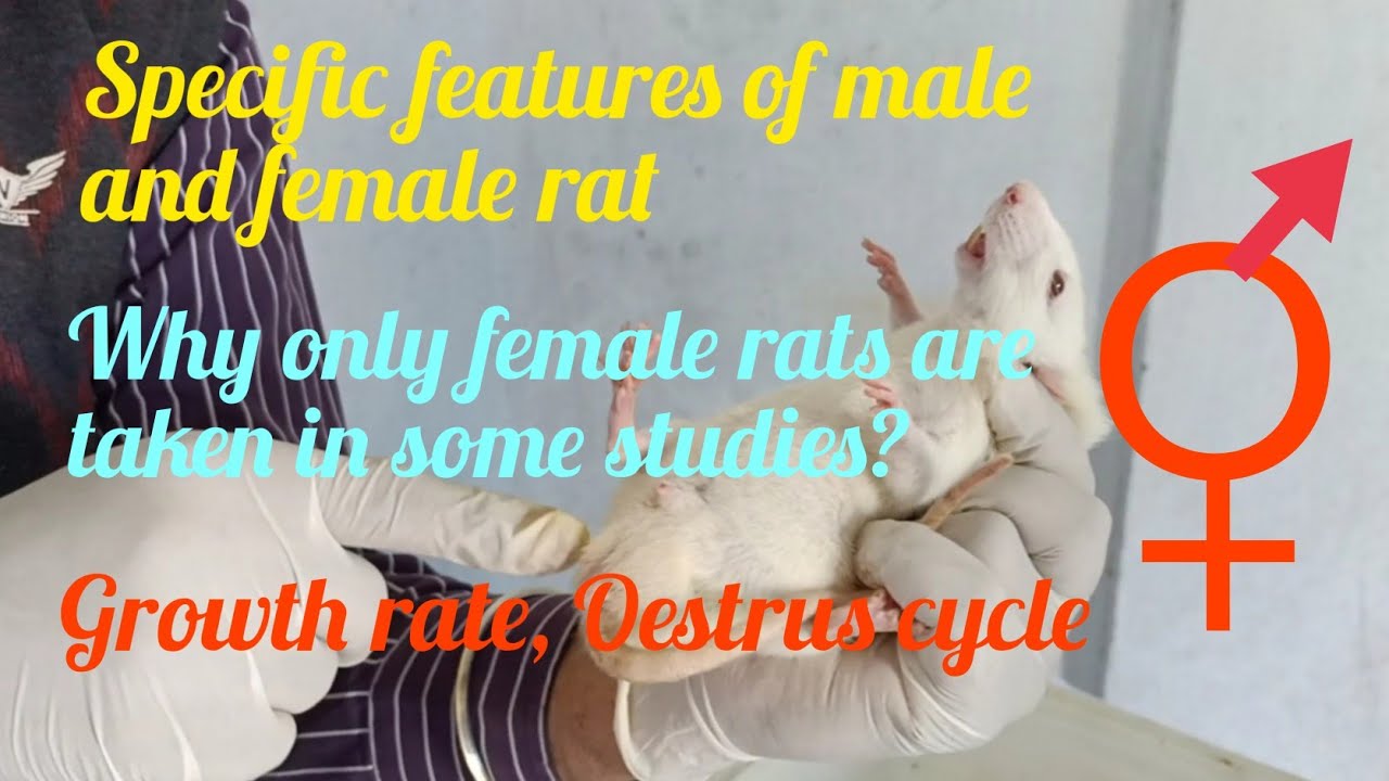 [Hindi] How to identify male and female rat? - YouTube