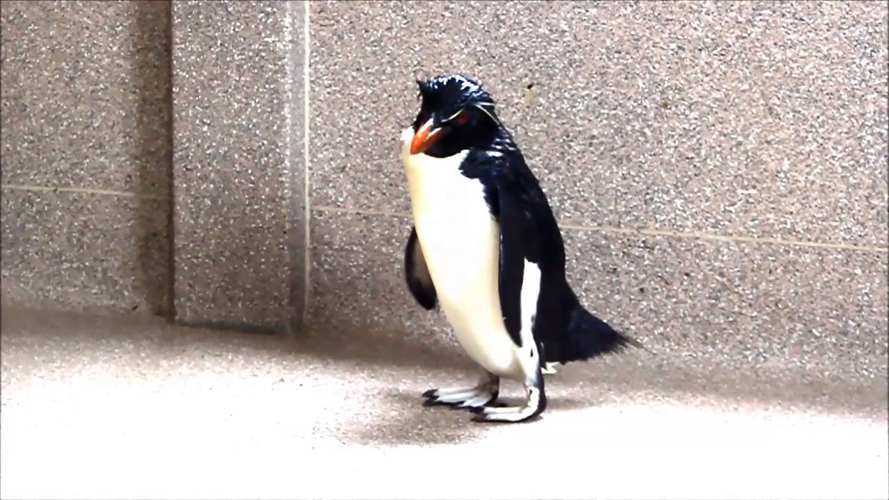 Squeak - The twerking and singing penguin - YouTube