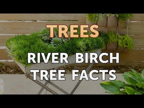 River Birch Tree Facts - YouTube
