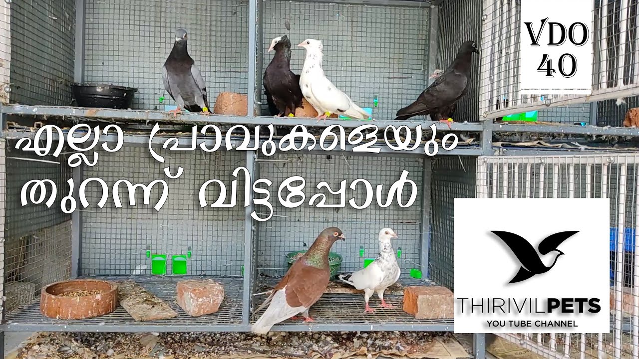 എല്ലാ പ്രാവുകളെയും തുറന്ന് വിട്ടപ്പോള്‍/ thirivil pets - YouTube