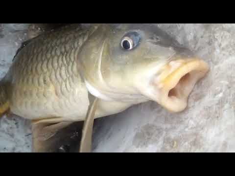 El pez bocon - YouTube