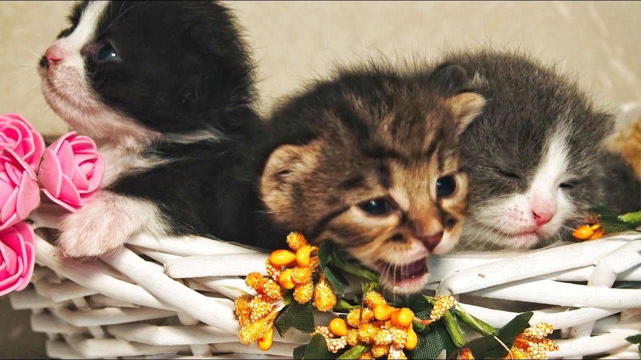 Magical Moments.. too Cute Kittens - YouTube