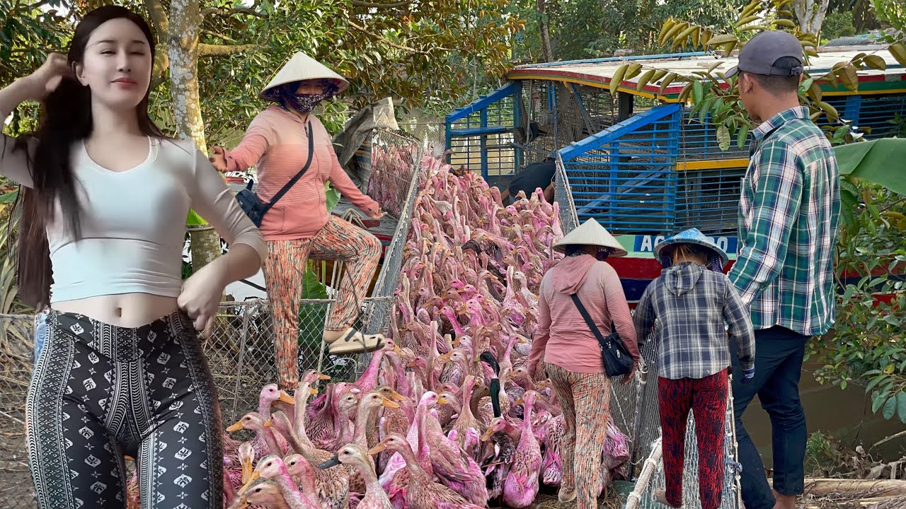Close-Up: Western Girls Carry Pink Duck Flocks by Boat in Rural Vietnam ...
