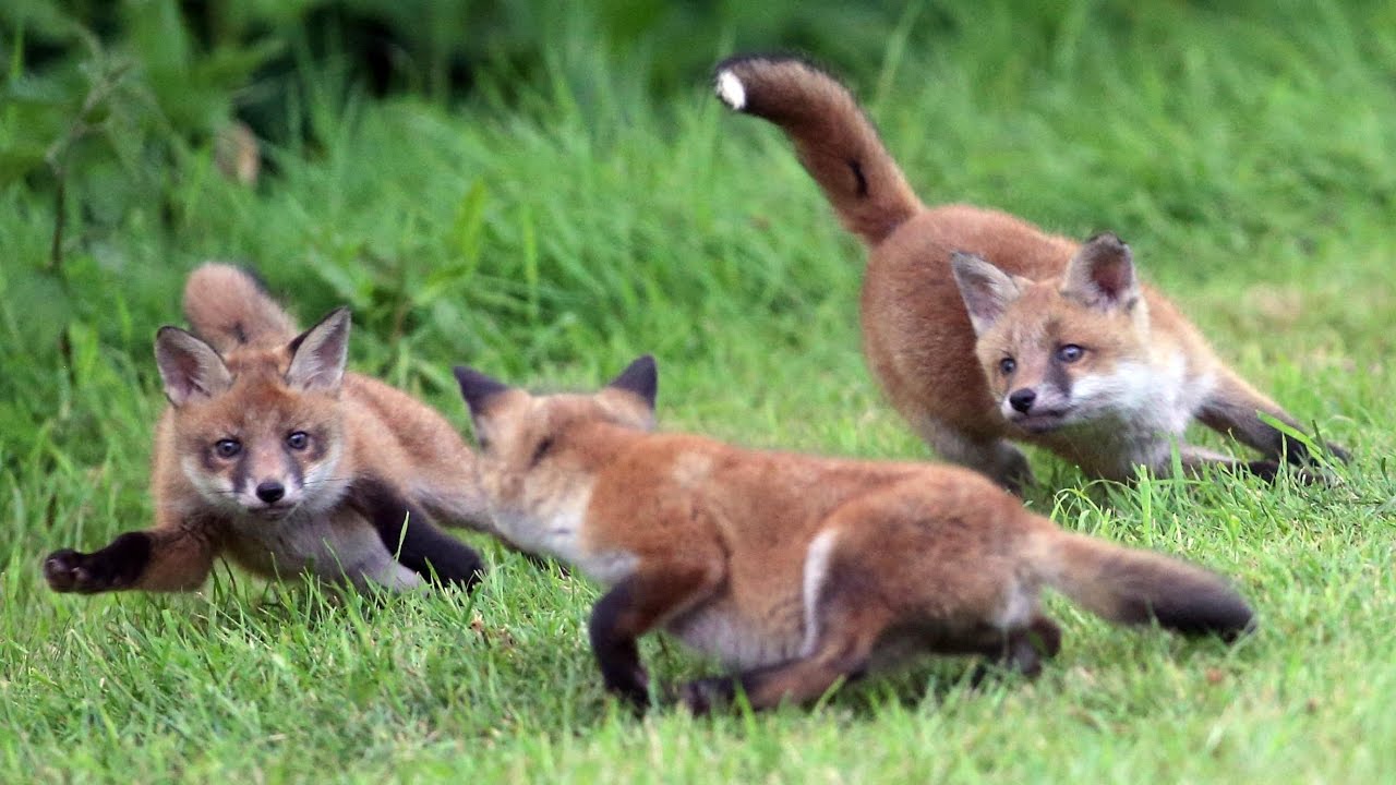 Fox On the Run! Fox family plays in my yard! - YouTube