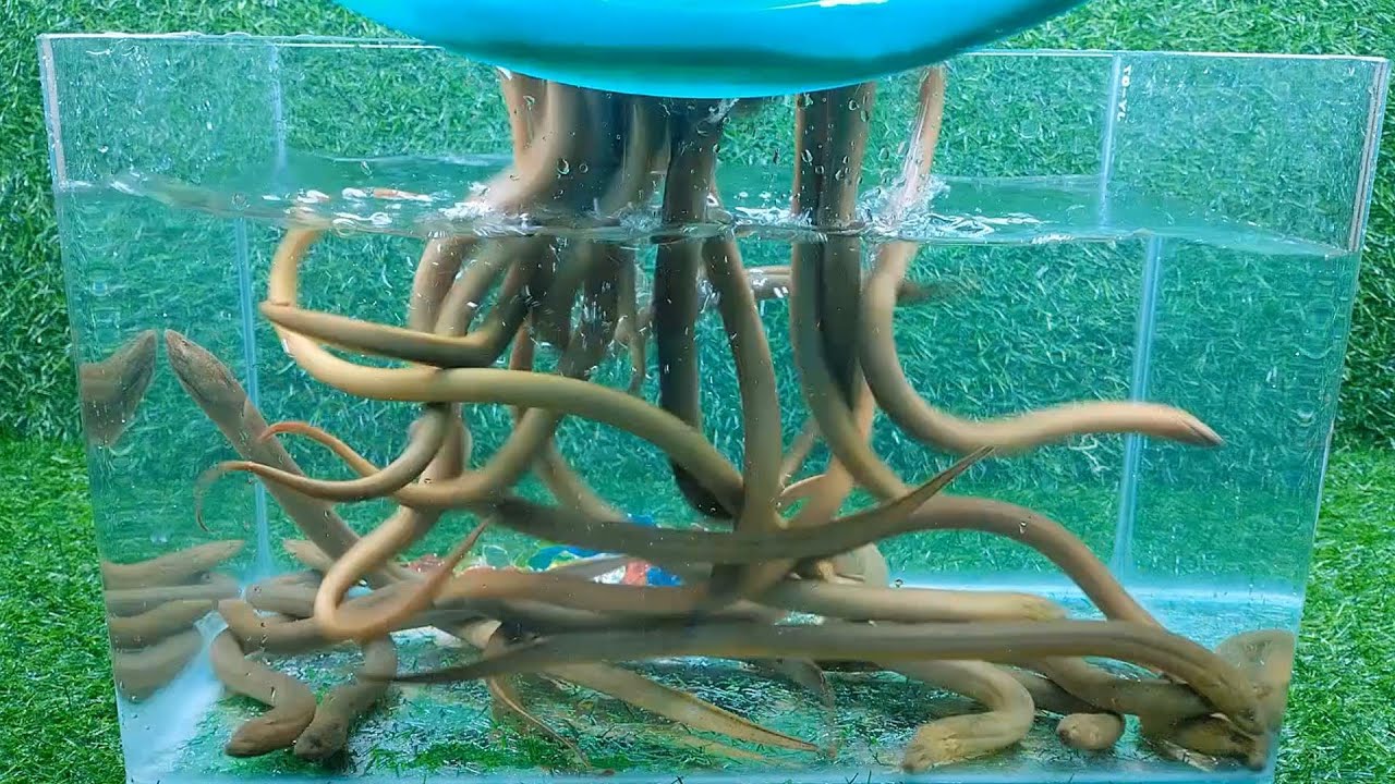 Bể Lươn Cùng Các Chú Cá Đáng Yêu, Động Vật Dưới Nước - Eel Pool With ...
