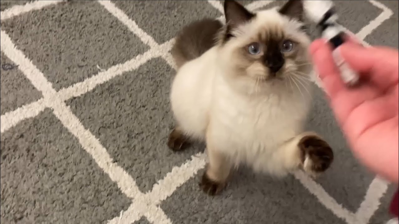 Playing fetch with a ragdoll cat - Cleo’s brother Pudge - YouTube