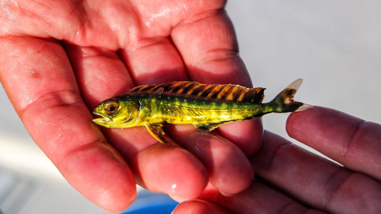 Inshore Snook, Jack and Dolphin? - YouTube