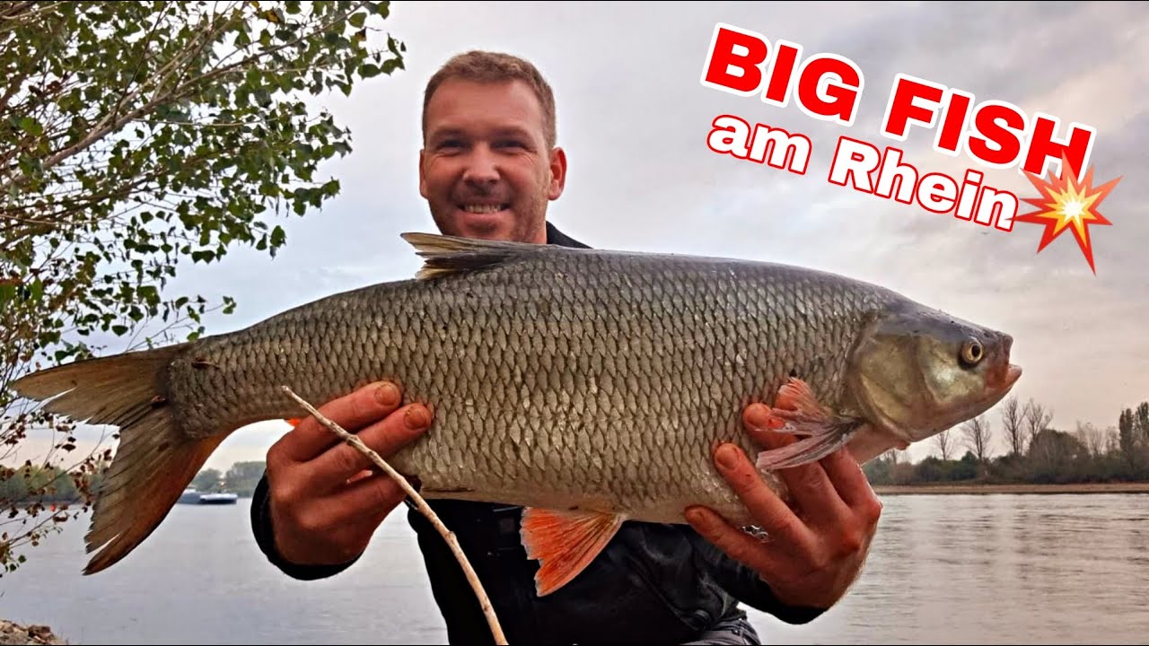 Rapfen so groß wie U Boot. - YouTube