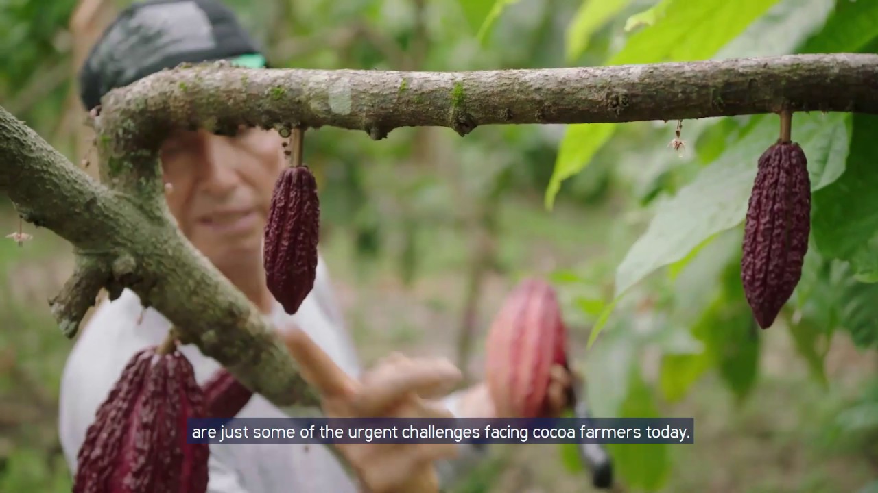 Cocoa For Generations - YouTube