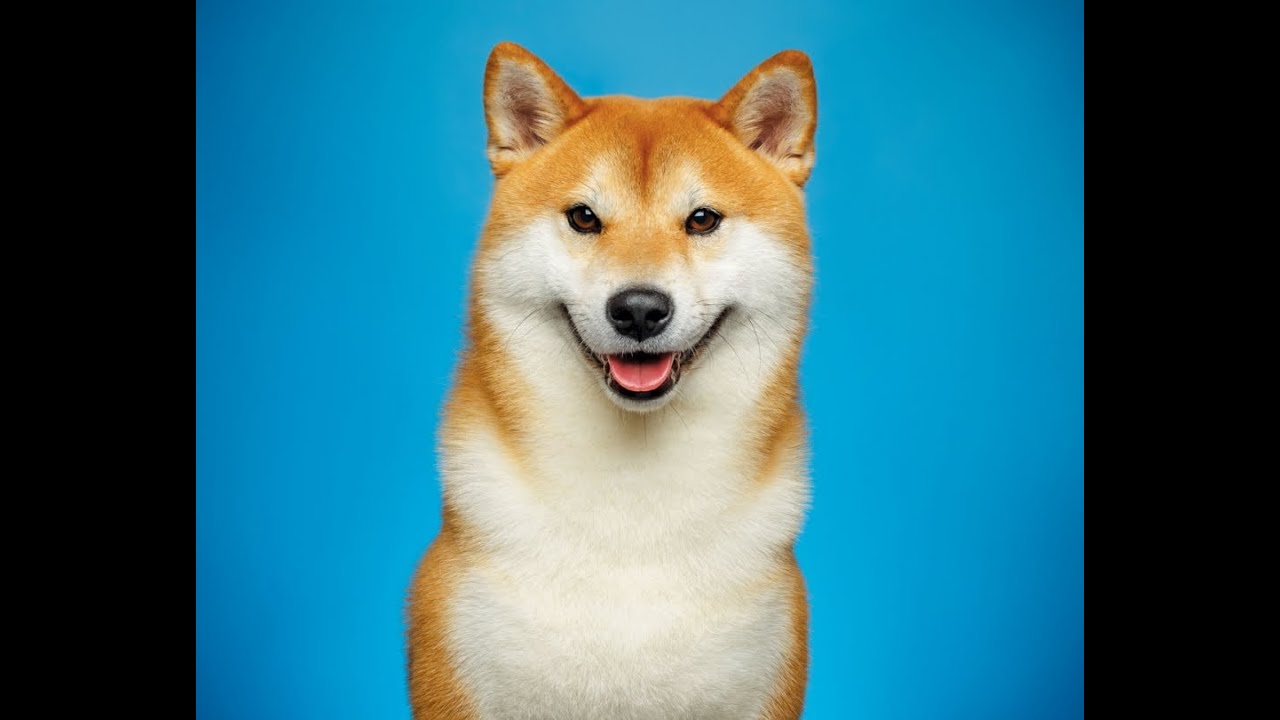 Live Raffle Draw SHIB Worldwide Event #livestream #live #comedy #love ...