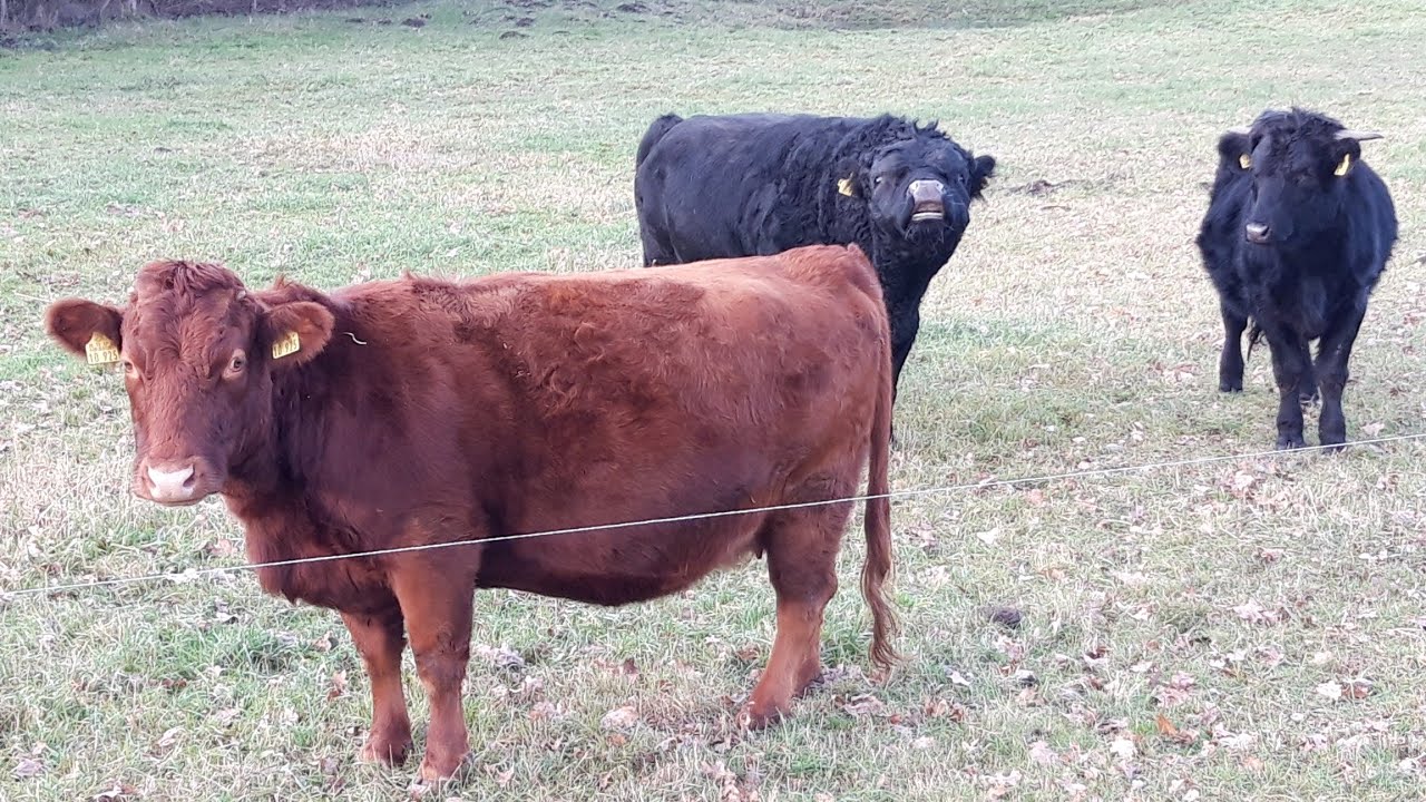 Futter holen für die Dexter Rinder und misten mit IHC - YouTube