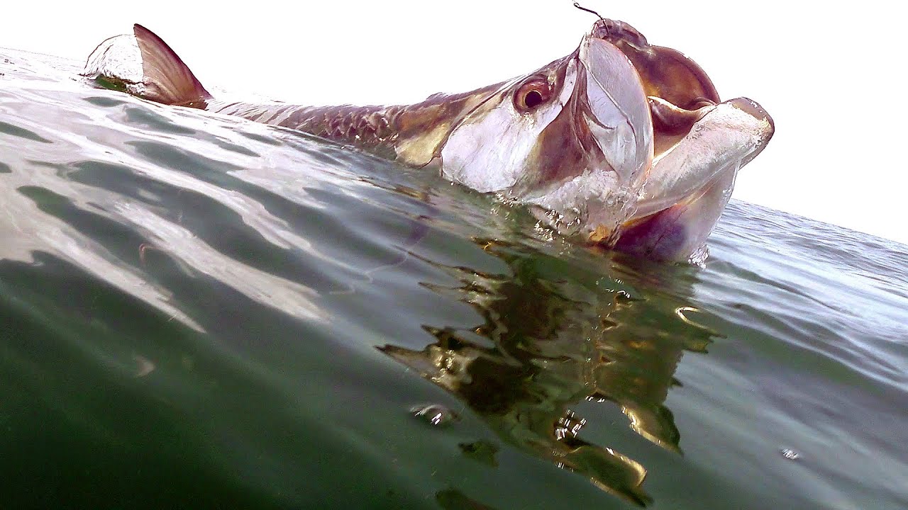 Boca Grande Tarpon Fishing Light Tackle Florida Fun - YouTube