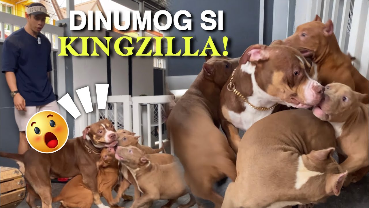 RAMBULAN NA!!! KINGZILLA MEETS THE XL AMERICAN BULLY PUPPIES! • Sam ...