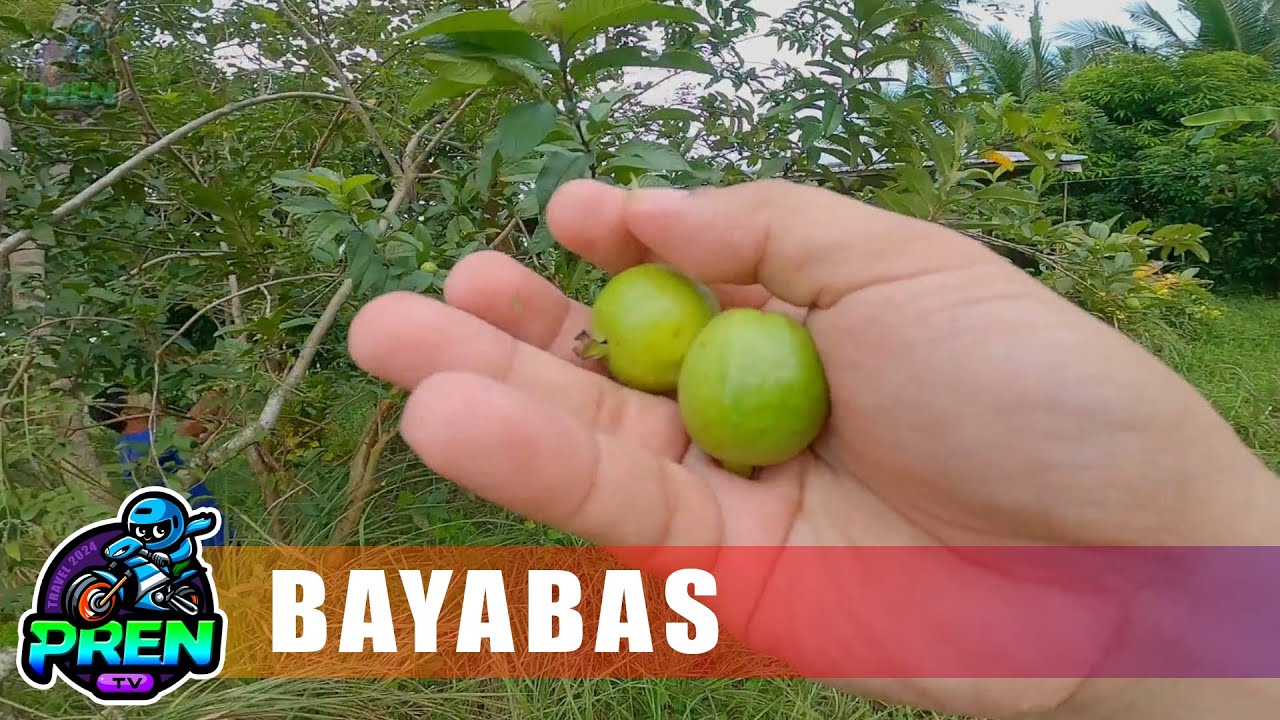 bayabas - YouTube