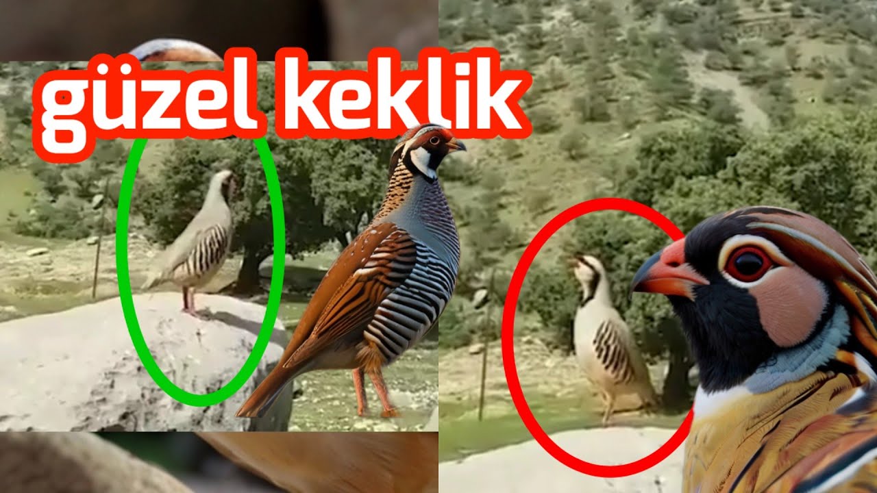 keklik avı keklik sesi derin keklik videoları partridge hunting ...