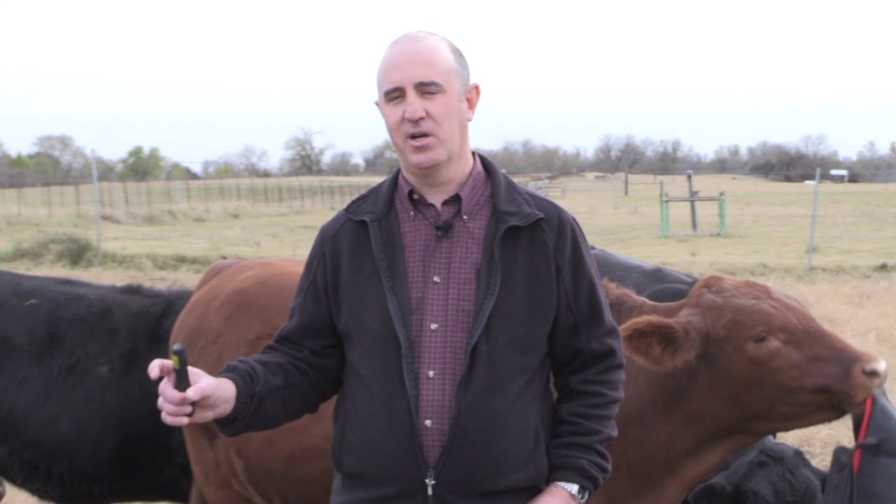 Jason Banta - Beef Cattle Management - A Year on a Ranch - Herd Health ...