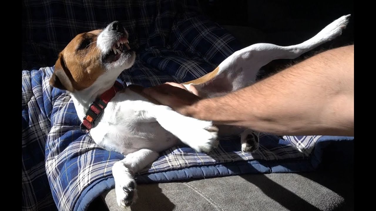 Life With Genghis the Jack Russell - Film 1 - YouTube
