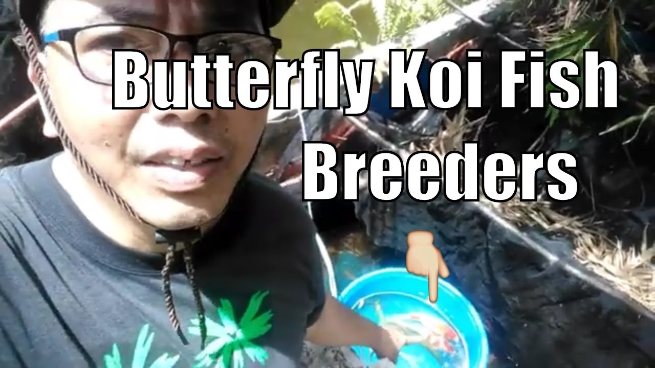 Adding my kohaku butterfly koi fish breeders to the breeding tank - YouTube