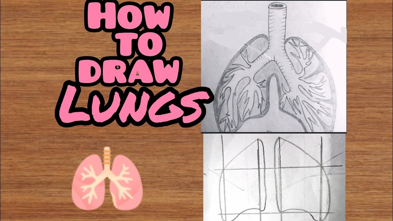 How to draw lungs step by step for beginners || Milly's Art - YouTube