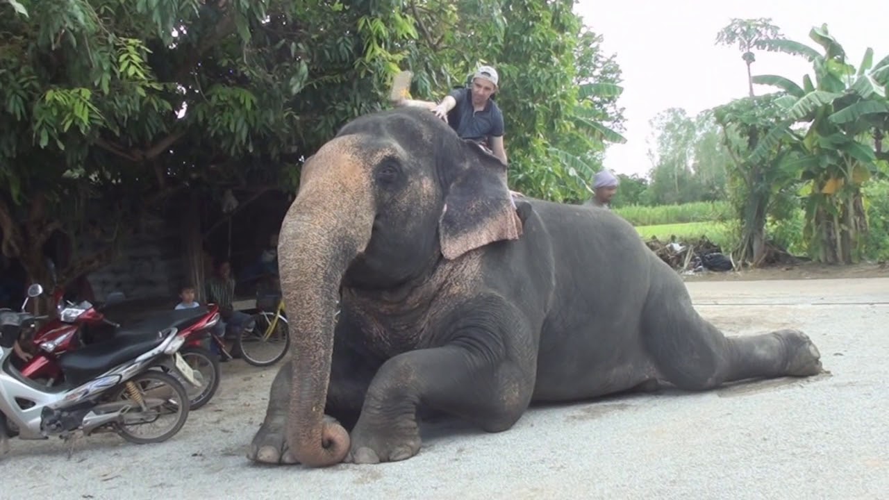 A Turk Riding an Elephant | File Binen Şaşkın Türk - YouTube
