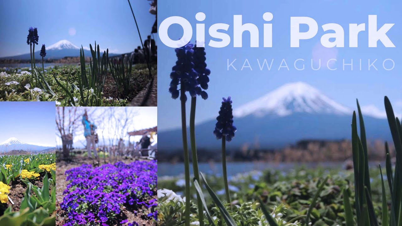 In And Around | Oishi Park, Fujikawaguchiko, Yamanashi, Japan | Spring ...