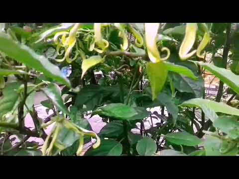 TUTORIAL stek bunga sandat - YouTube