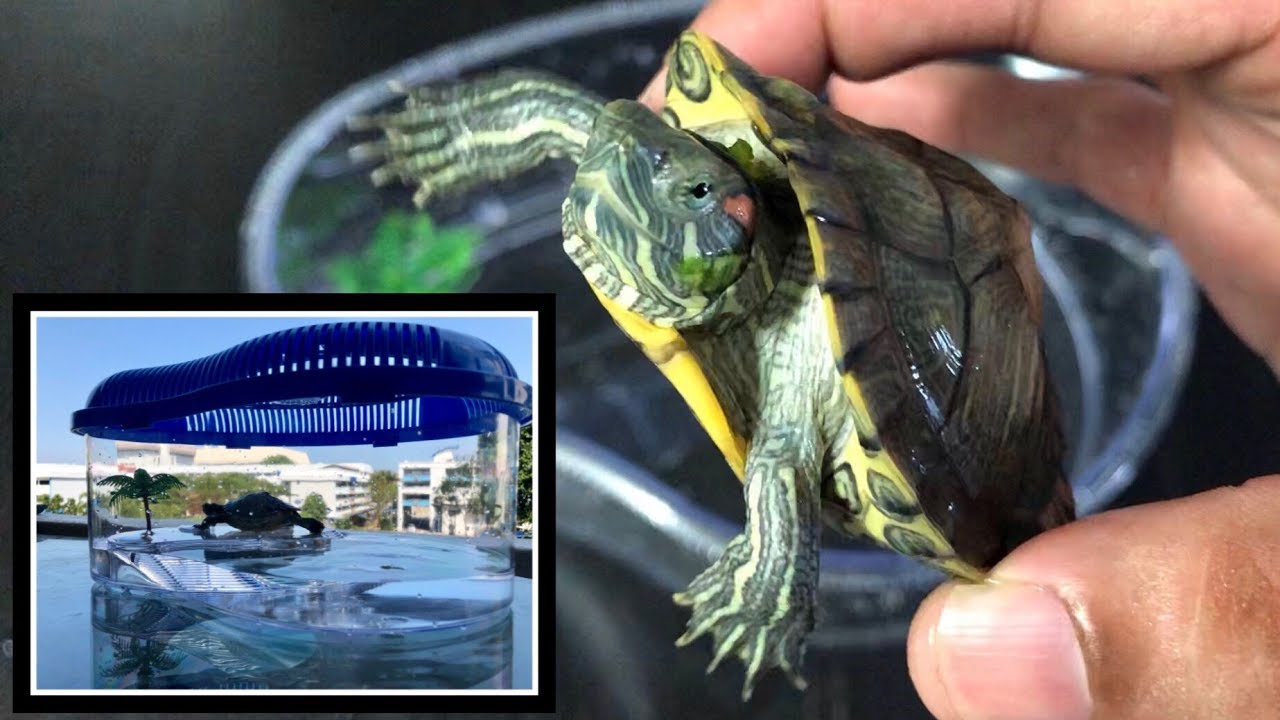 Turtle New Design Island Shape Tank | My Turtle New Home - YouTube