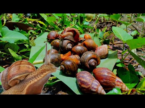 Hunting Snail || Berburu keong emas, Siput, bekicot Di sungai - YouTube
