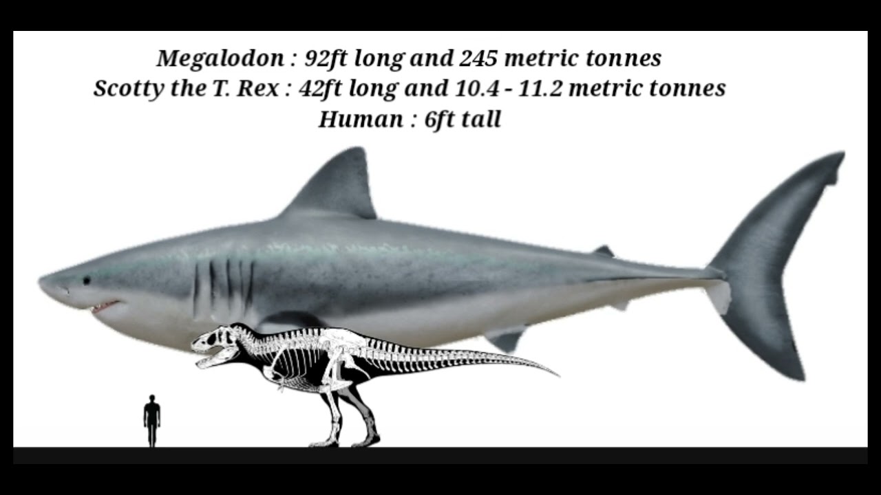 Megalodon, the largest carnivore ( excluding Aust Colossus ) the world ...