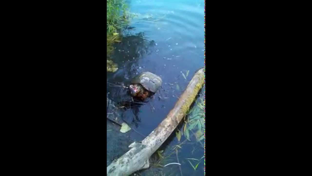 Snapping turtle eating bird - YouTube
