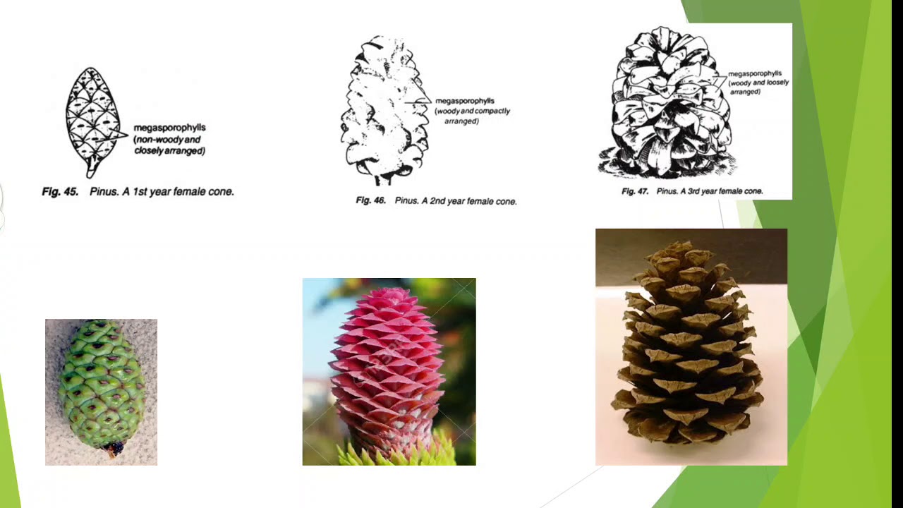 Pinus Reproduction - YouTube