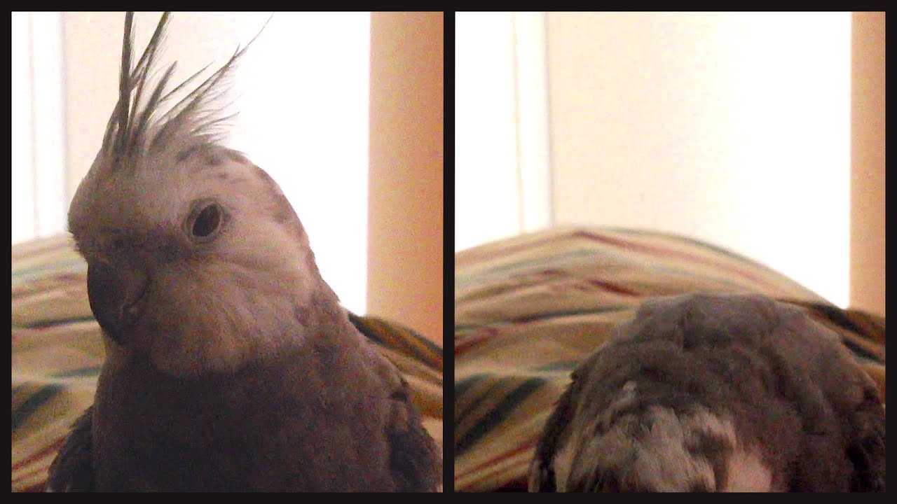 Fat Birb - YouTube
