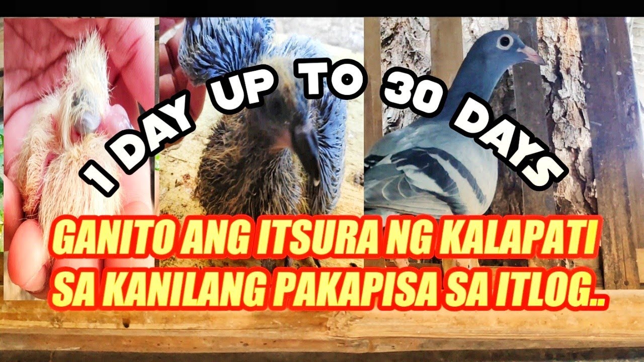 GANITO ANG ITSURA NG KALAPATI SA KANILANG PAGKAPISA SA ITLOG. 1DAY UP ...