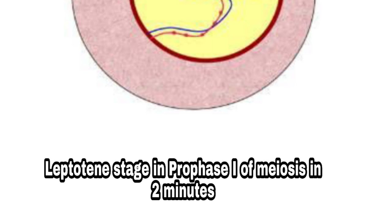 Leptotene state of Prophase I of meiosis in 2 minutes for neet - YouTube