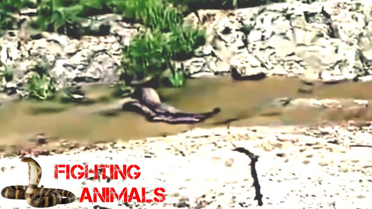 Giant pythons swallow Cows in the river | Ular Piton Raksasa Memangsa ...